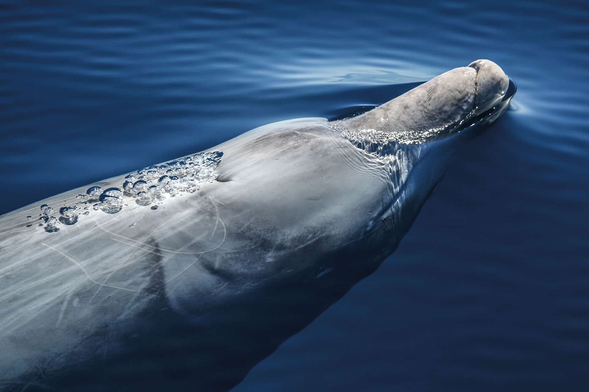 Beaked Whales Genotyping - CIMA Research Foundation