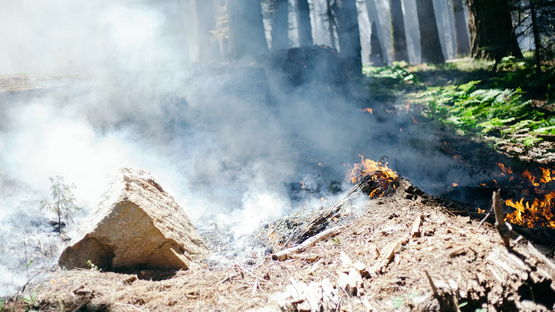 Wildfire Risk Assessment for the Bulgarian National Disaster Risk ...